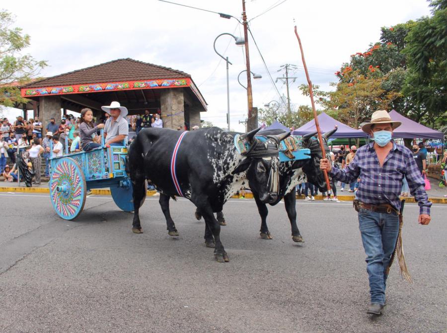 Sarchí celebra el 16 aniversario de la “tradición del Boyeo y la ...
