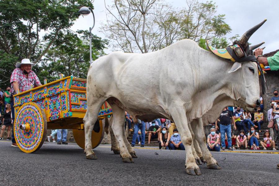Sarchí celebra el 16 aniversario de la “tradición del Boyeo y la ...