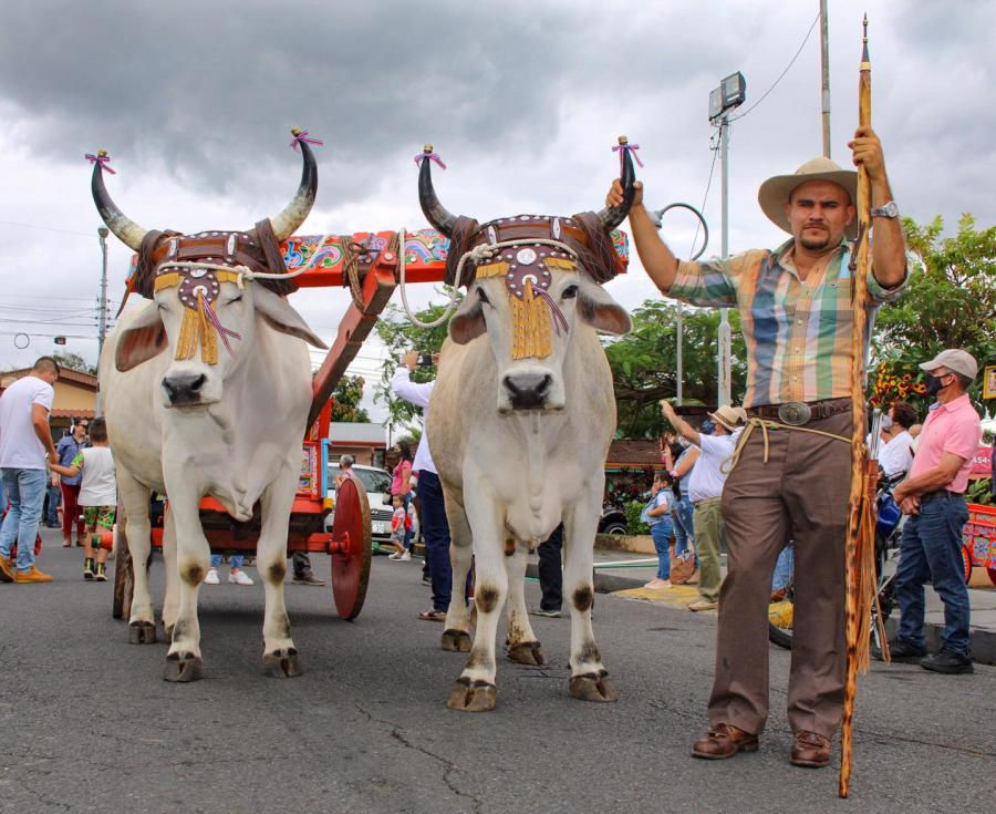 Sarchí celebra el 16 aniversario de la “tradición del Boyeo y la ...