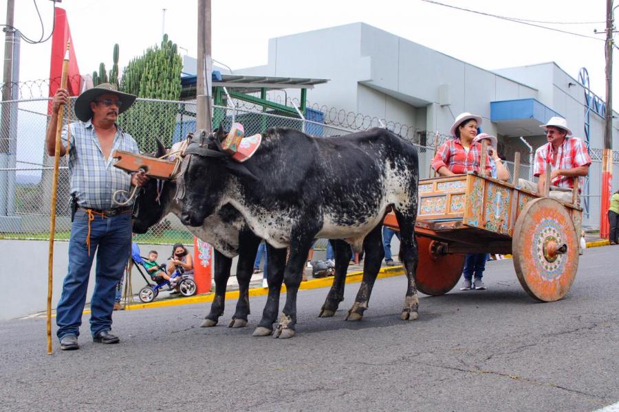 Sarchí celebra el 16 aniversario de la “tradición del Boyeo y la ...